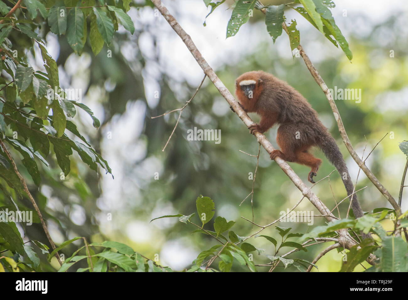 Plecturocebus discolor hi-res stock photography and images - Alamy
