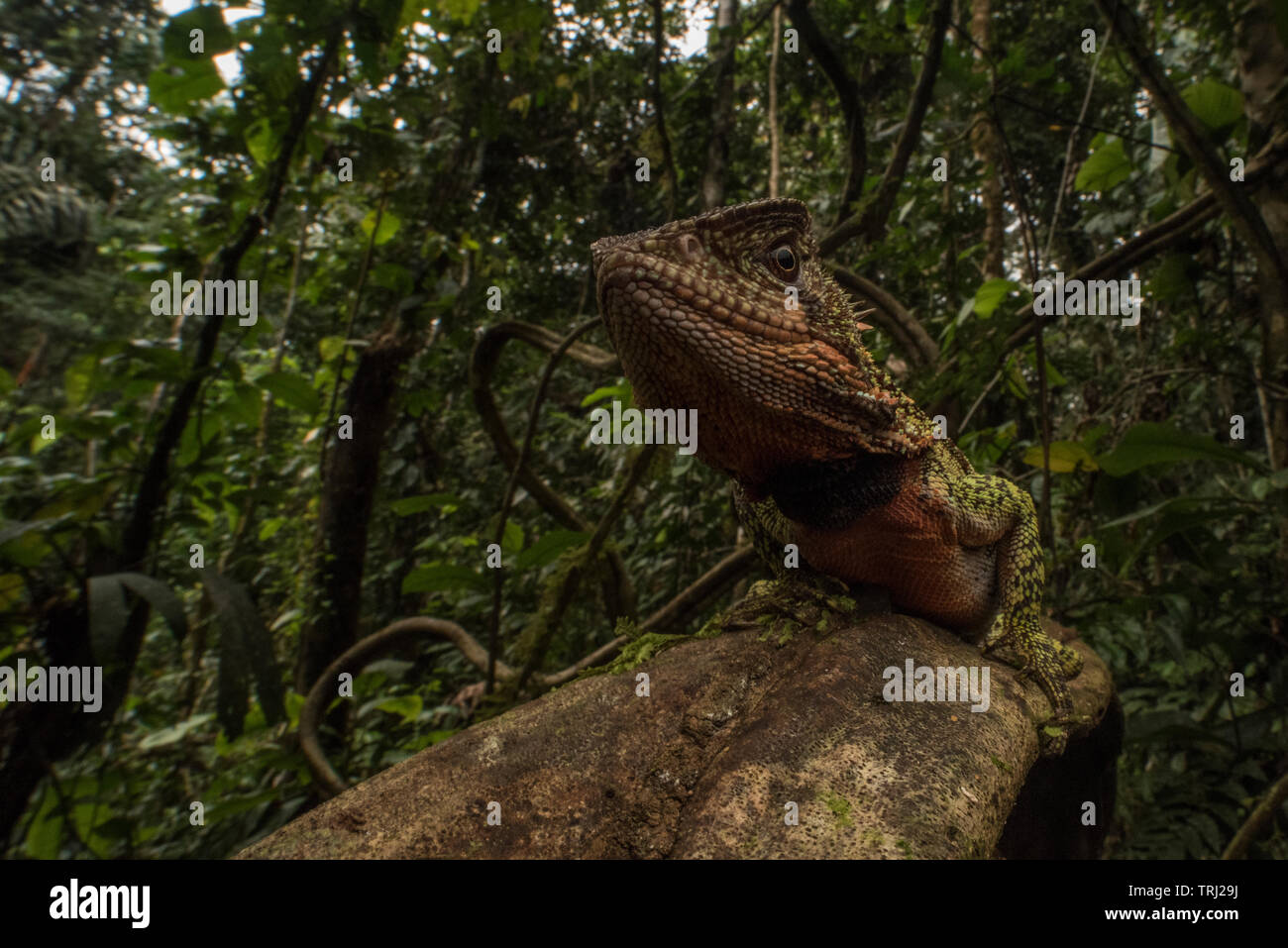 Amazon wood lizard enyalioides laticeps hi-res stock photography and ...