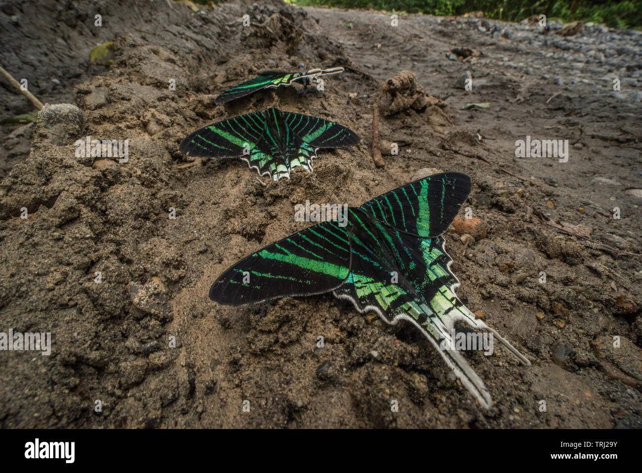 Day flying moths hi-res stock photography and images - Alamy