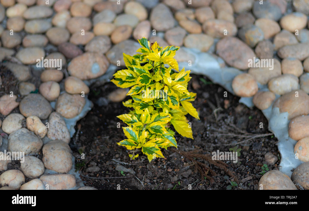 Small tree yellow color with white stone background Stock Photo - Alamy