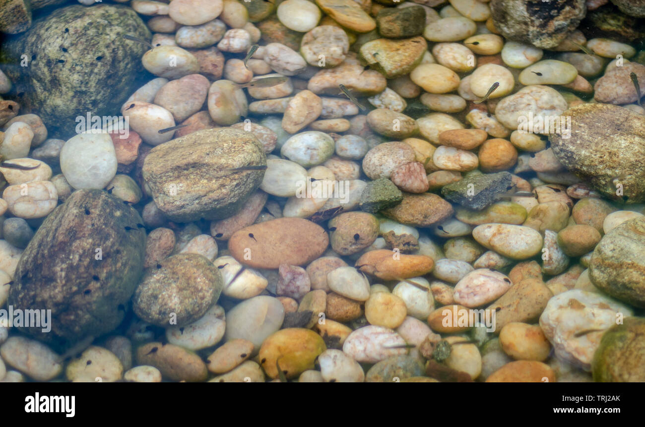 Stone colorful pebble under water with small fish. It is showing the ...