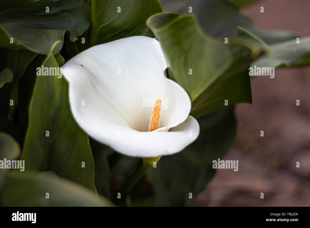 White Flower single isolated with detail texture. It has the nice ...
