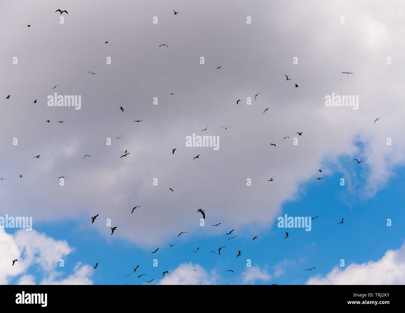 Wide shot with many birds in the frame, against a partly cloudy sky ...