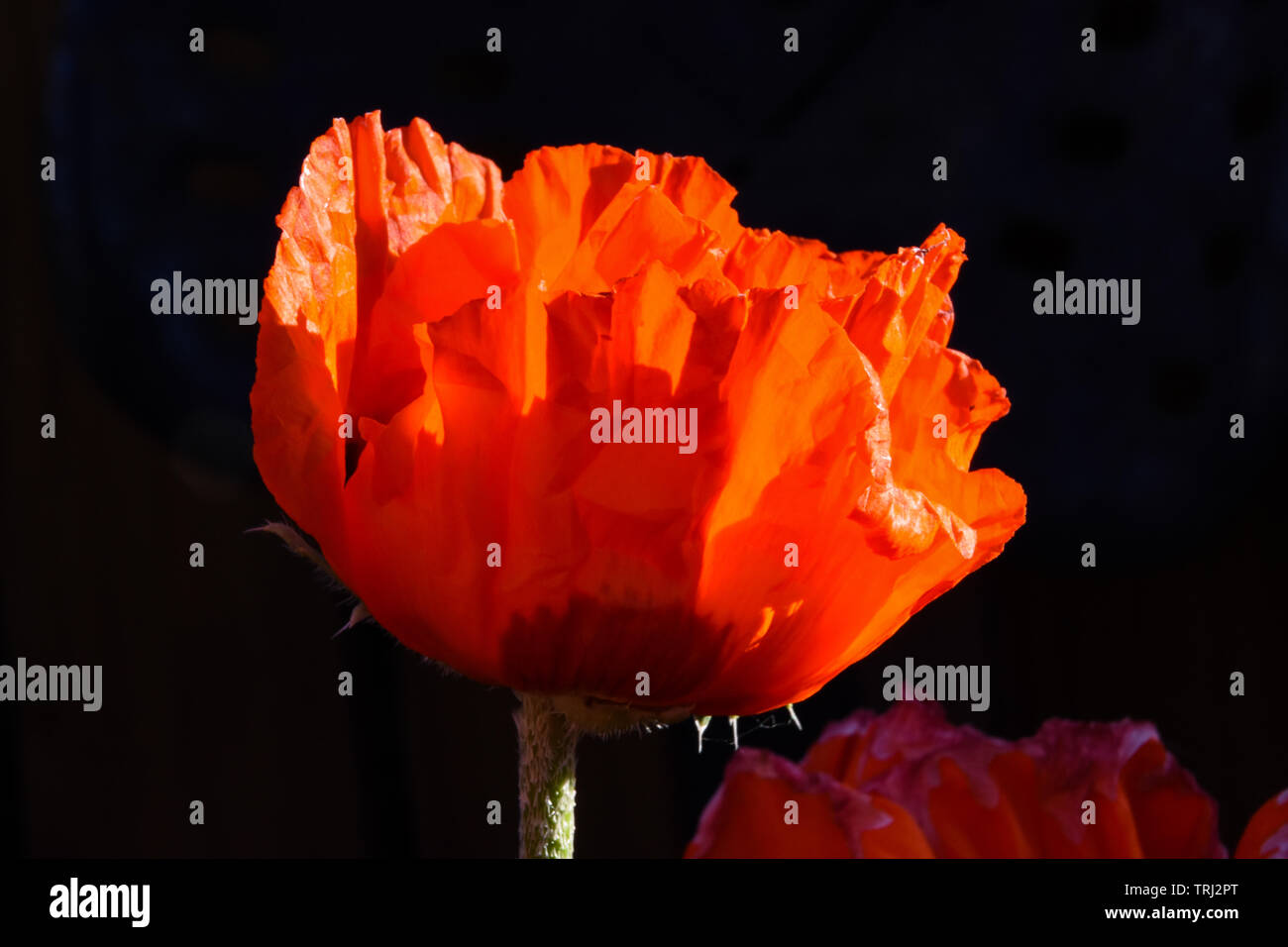 Single poppy blossom greeting the morning sunshine Stock Photo - Alamy