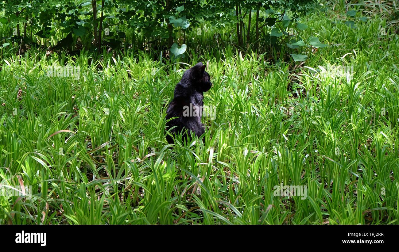 A black cat sitting among green grass with its back facing the camera ...