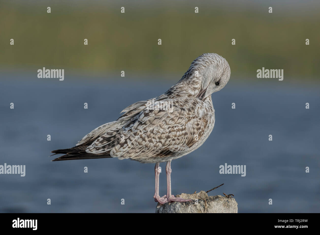 Heuglin's gull (Larus fuscus heuglini) preening Stock Photo - Alamy
