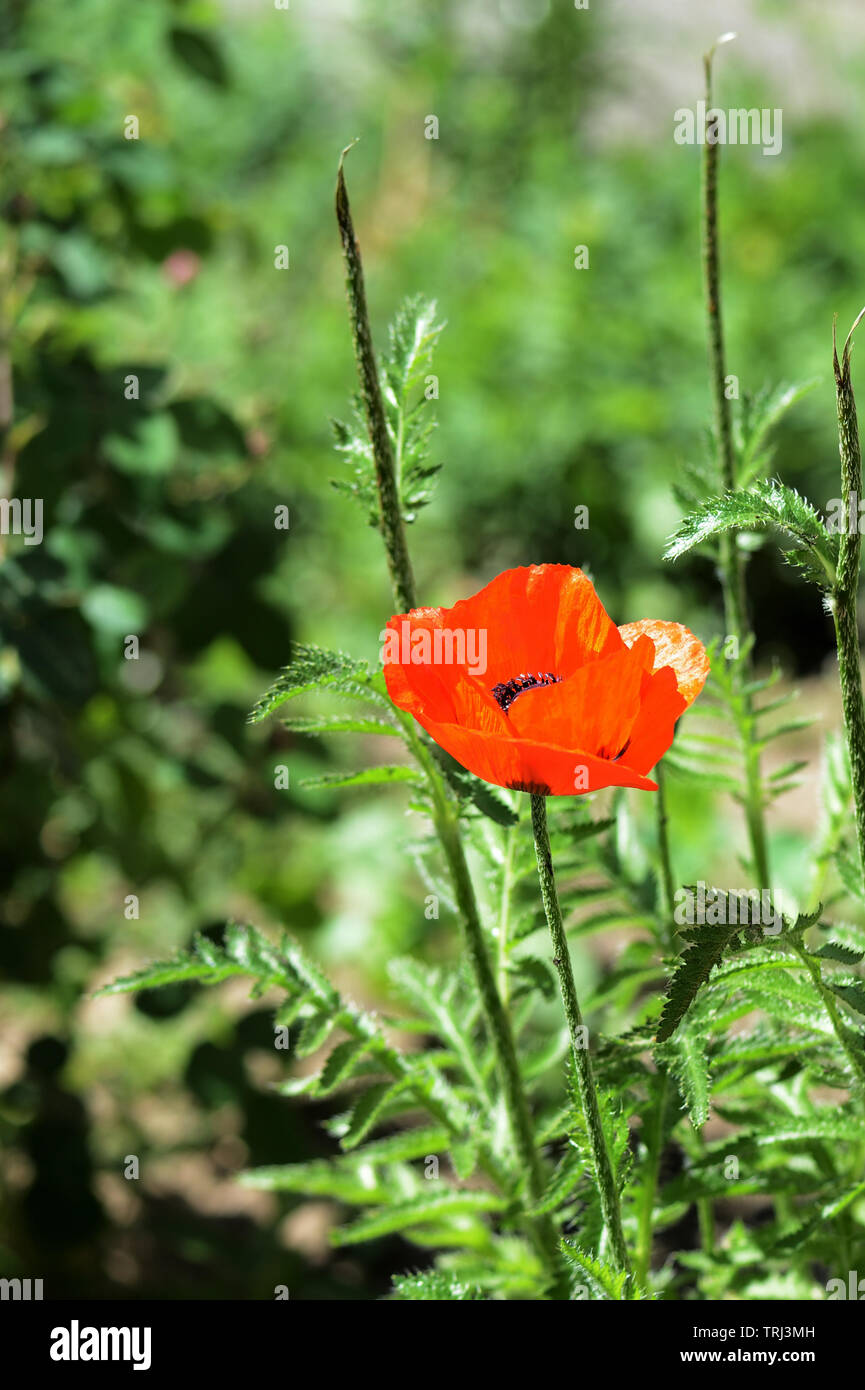 Bright sunny flower border hi-res stock photography and images - Alamy