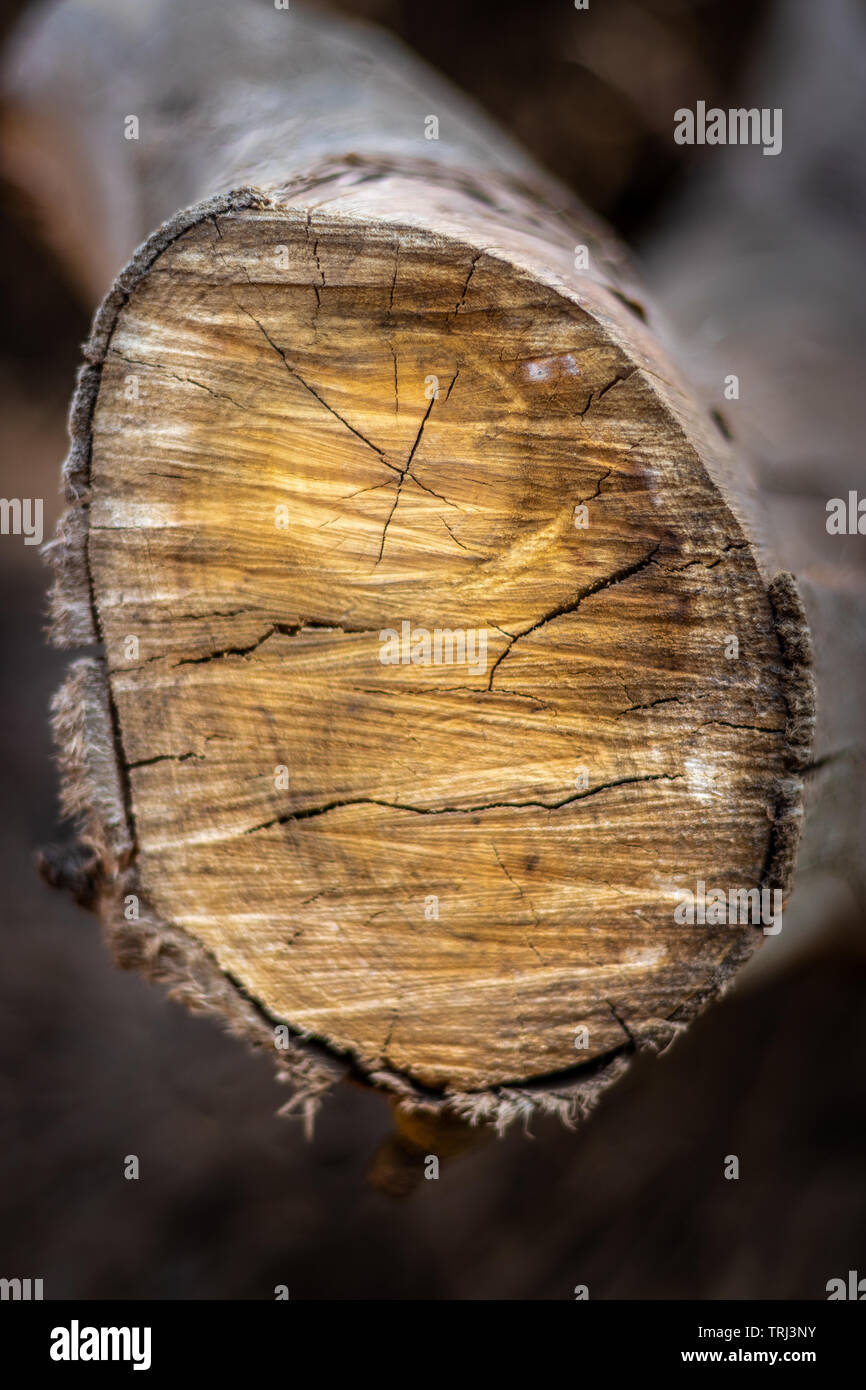 Cutting Wood wide isolated pattern.Wood art done by nature due to long ...