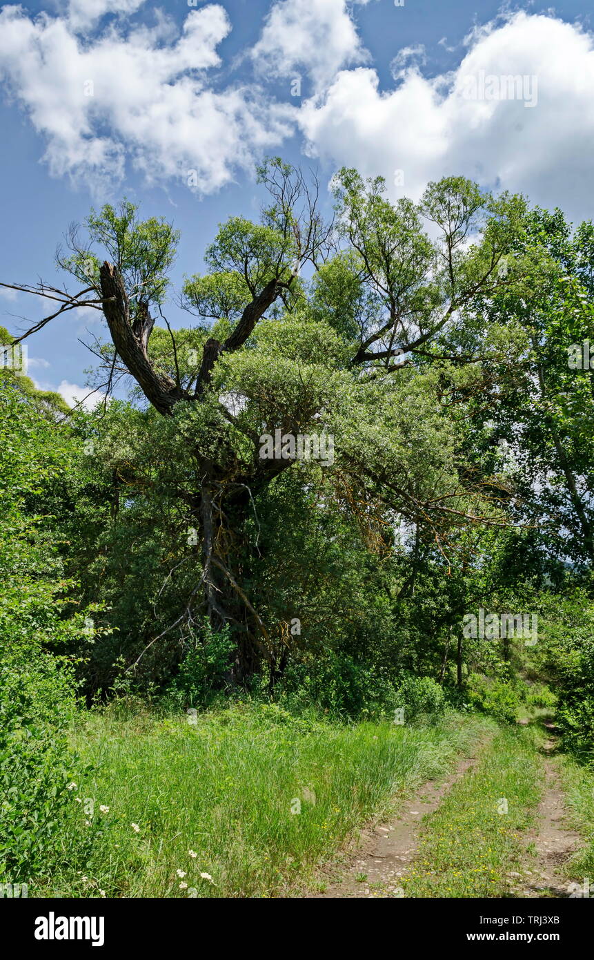 Мagnetic landscape of summer nature with green deciduous forest and big ...