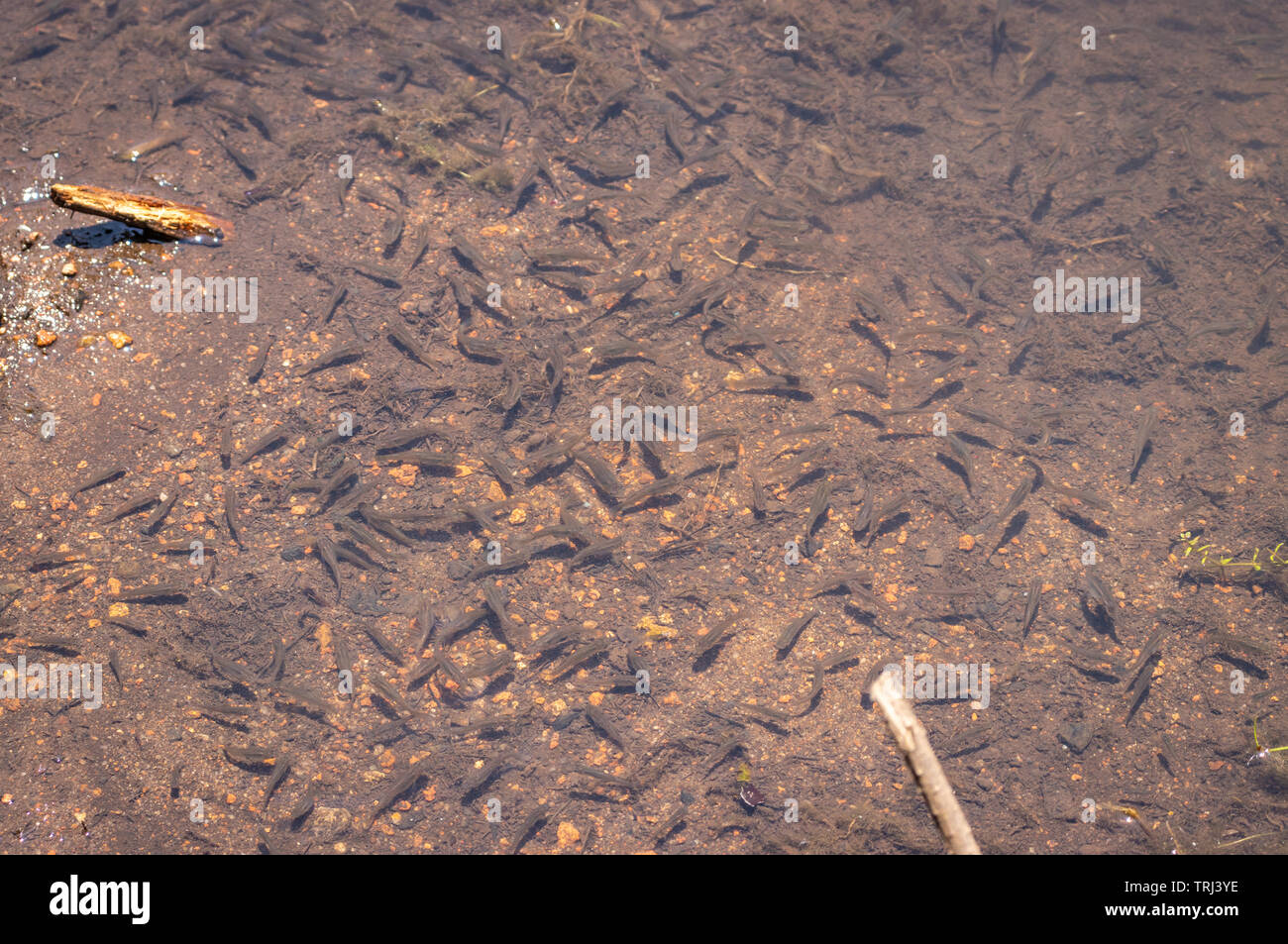 Fish small many in river. Fish small many at brijam lake kodaikanal ...