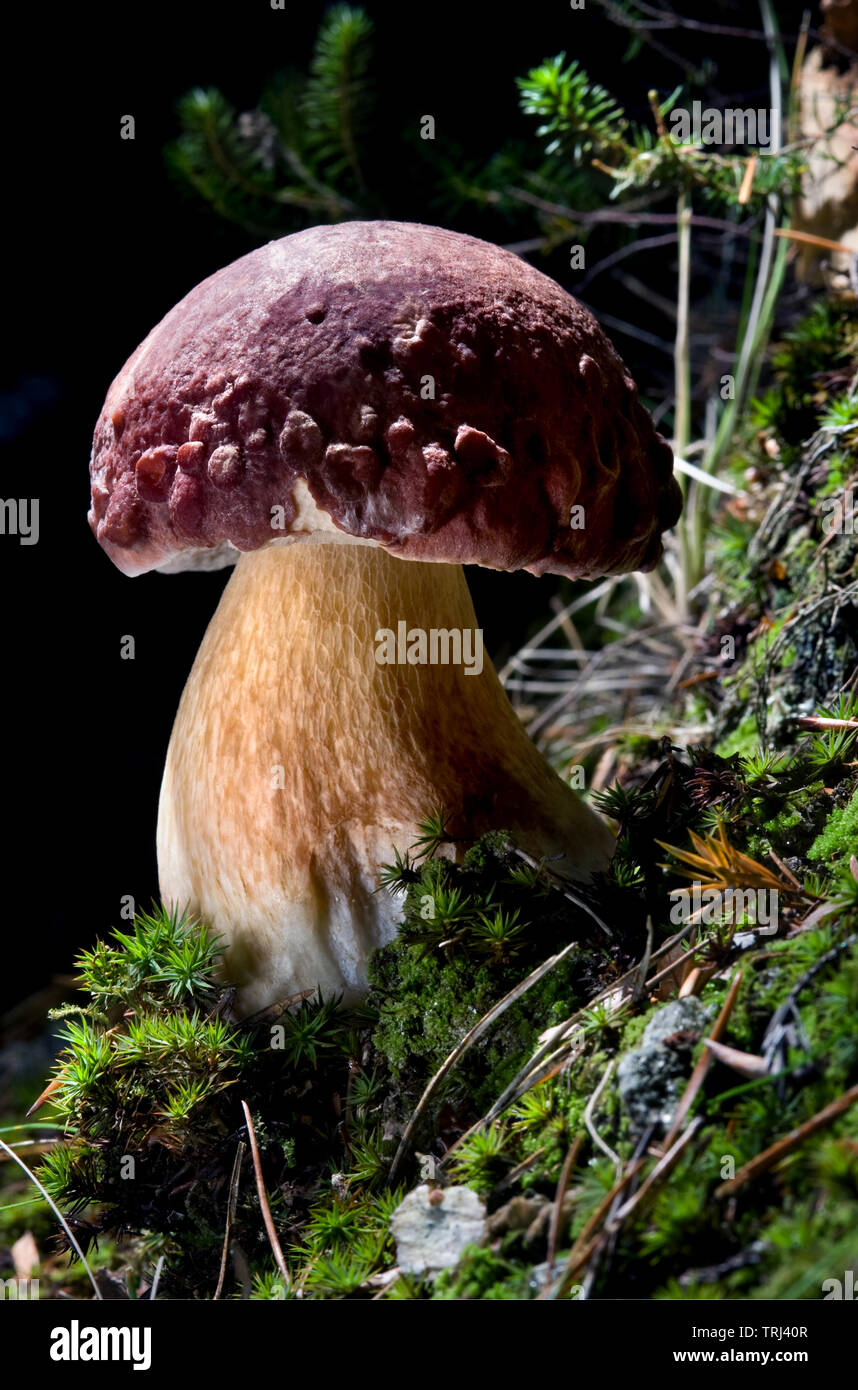 Agorastos papatsanis hi-res stock photography and images - Alamy