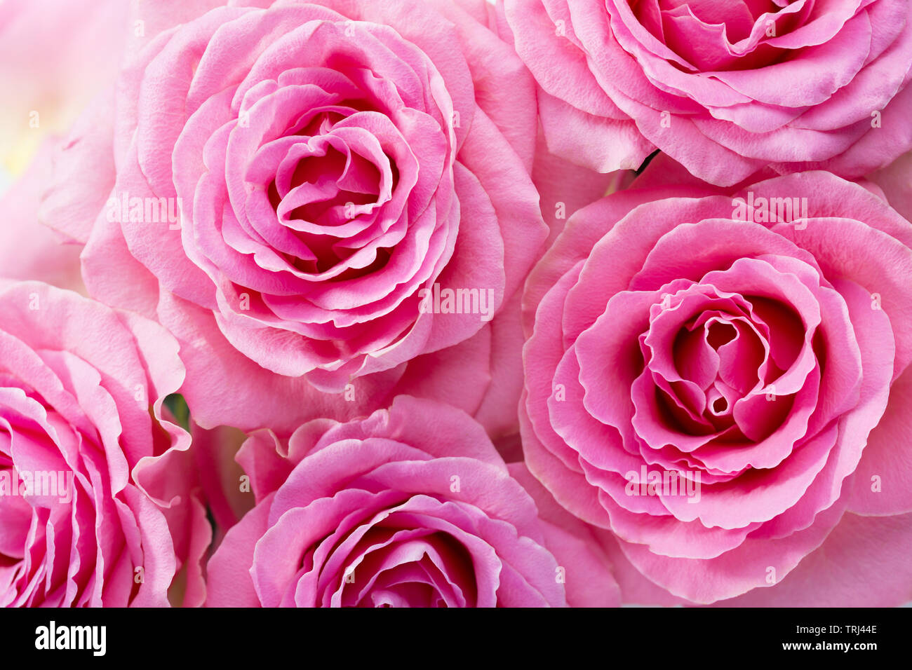 Floral background of pink Roses. Flat lay Stock Photo - Alamy