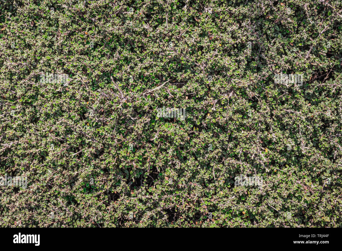 Leaf Pattern of small tree with green texture Stock Photo - Alamy