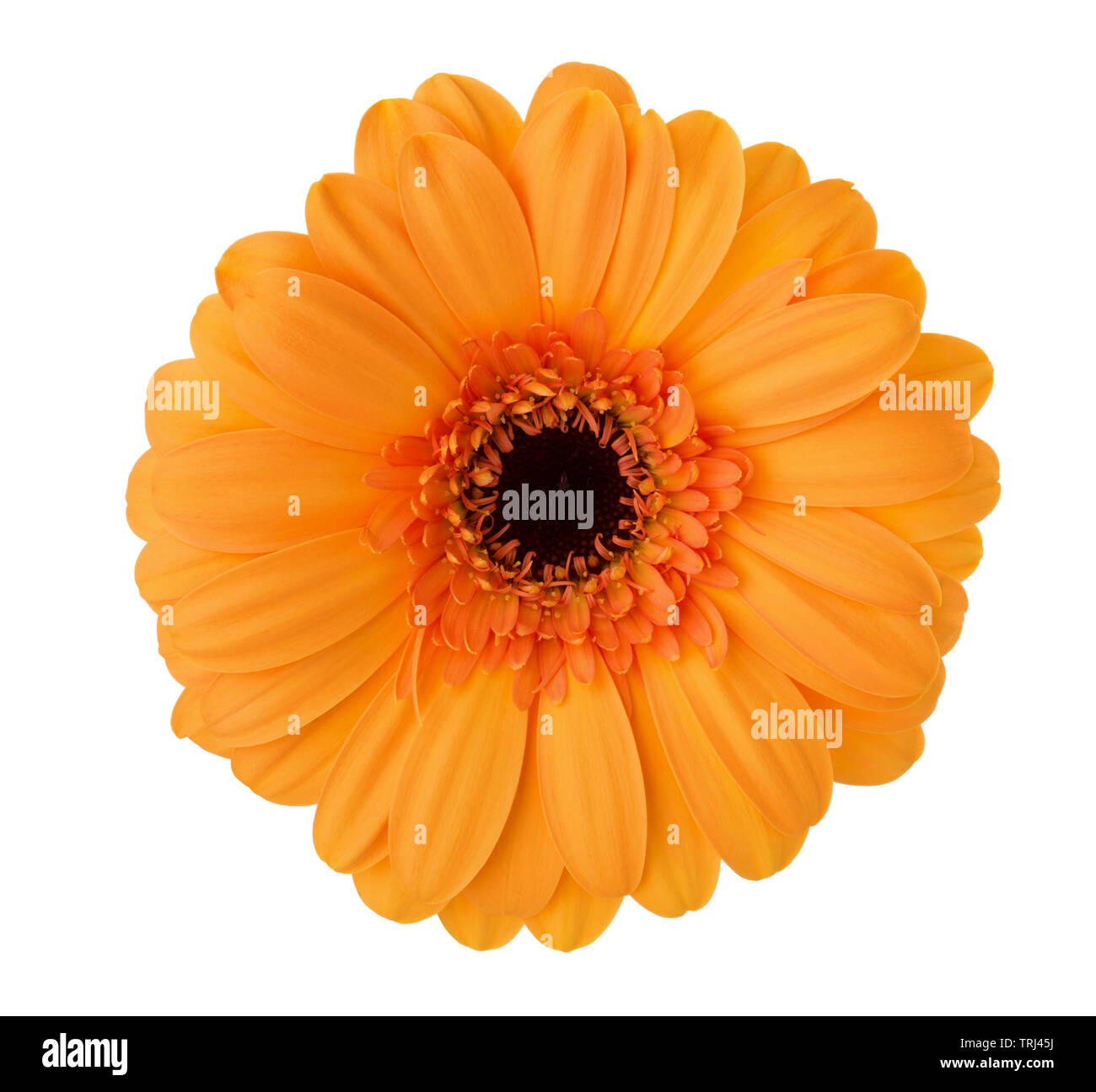 Gerbera flower of orange color isolated on white background Stock Photo ...