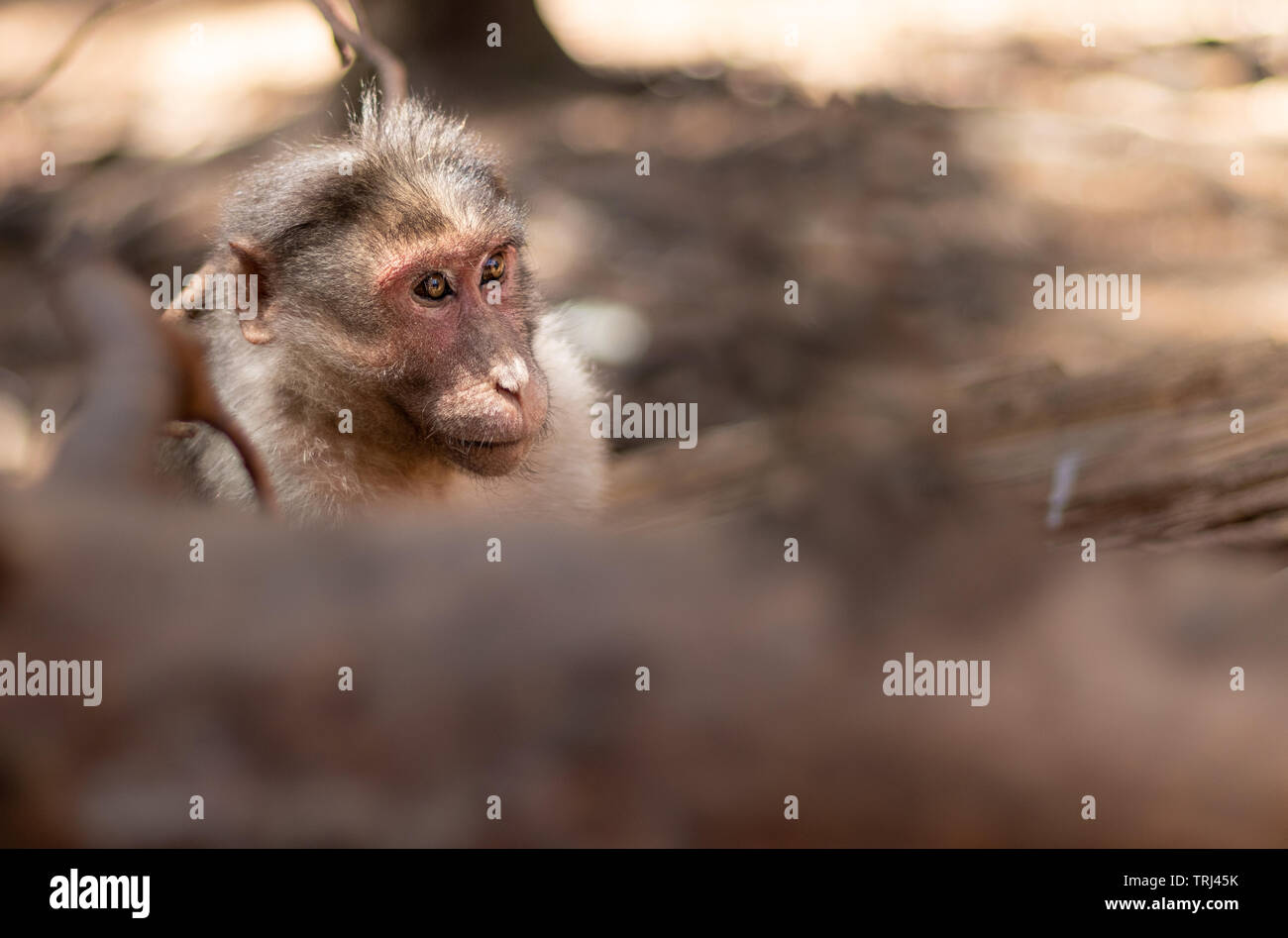 Monkey isolated head with blurred foreground Stock Photo - Alamy