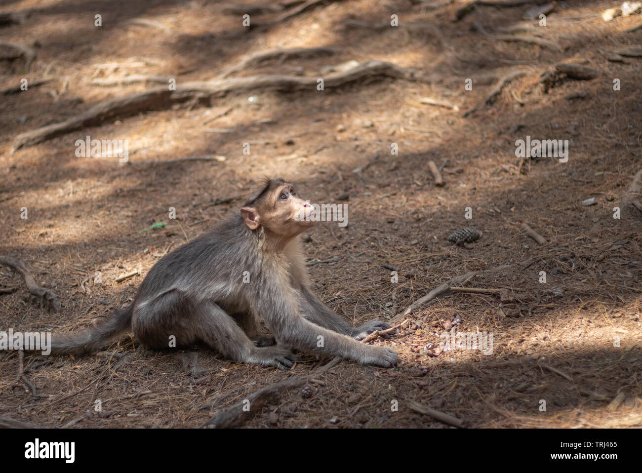 Smile eyes look away hi-res stock photography and images - Alamy