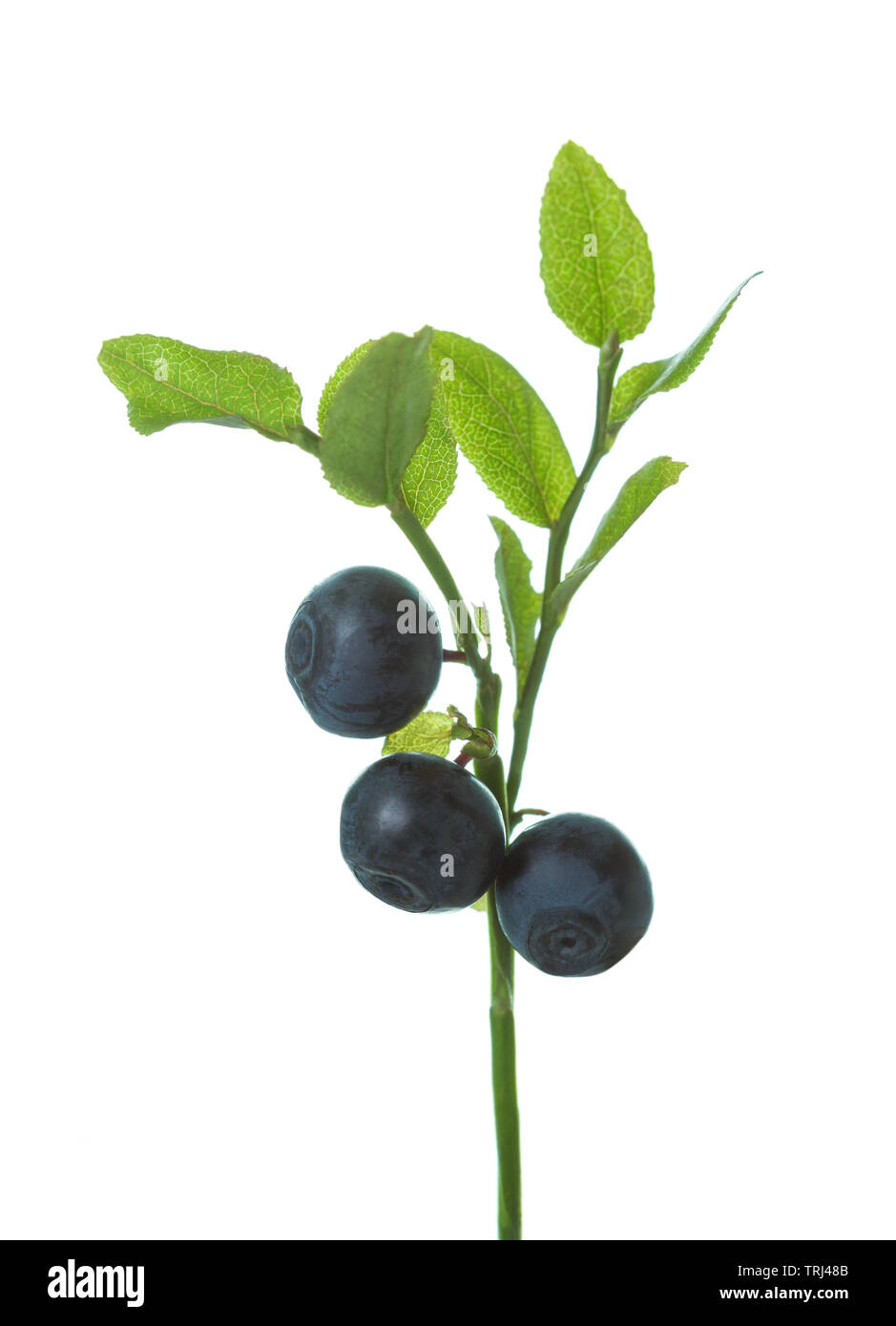 Ripe wild forest Bilberries ( European blueberry) on branch with green ...