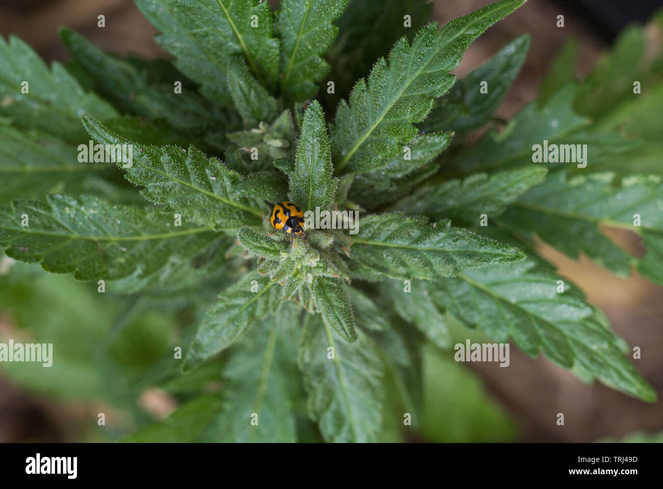 Small marijuana plants with fall/autumn colors, mature flowers, wild ...