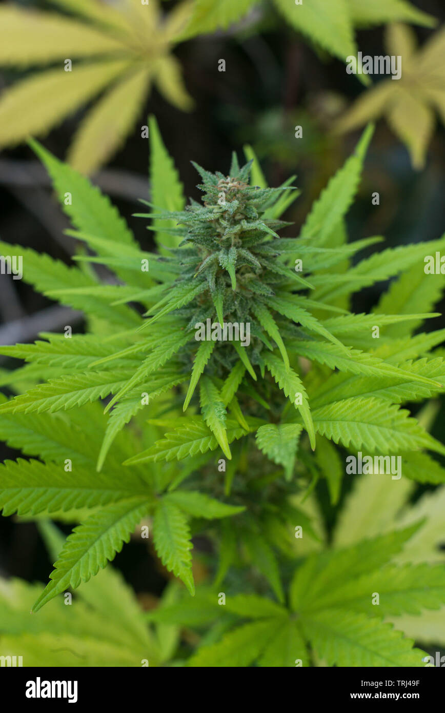 Cannabis glandular trichomes hi-res stock photography and images - Alamy