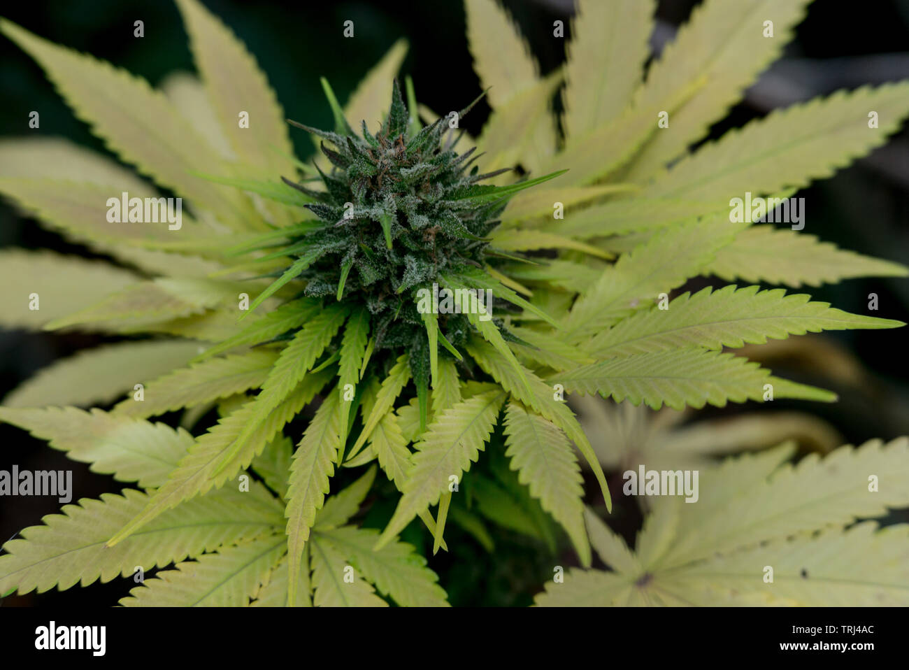 Cannabis glandular trichomes hi-res stock photography and images - Alamy