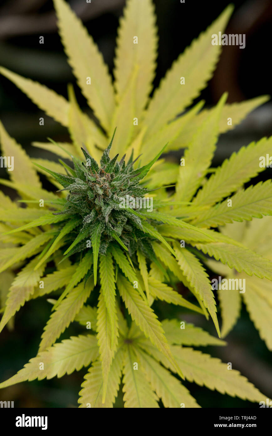 Cannabis glandular trichomes hi-res stock photography and images - Alamy