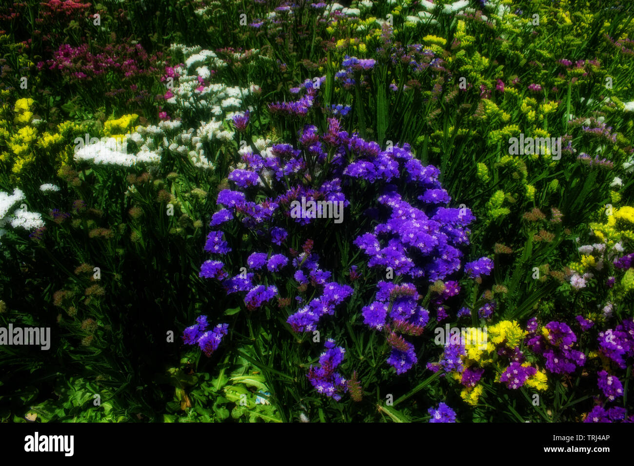 Flowers and the Colors of Nature. A mixture of colorful flowers during ...