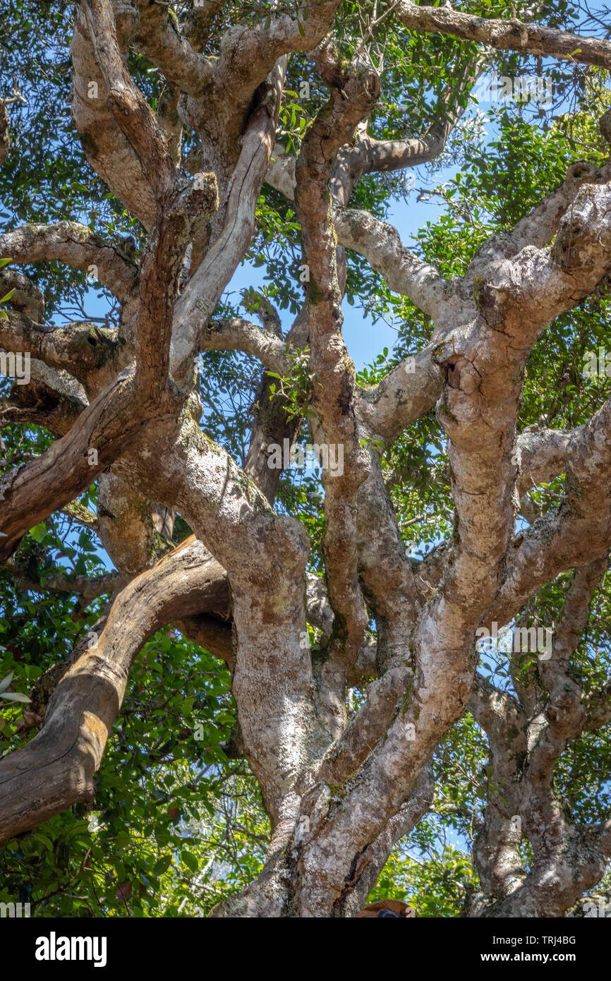 Tamilnadu concept hi-res stock photography and images - Alamy