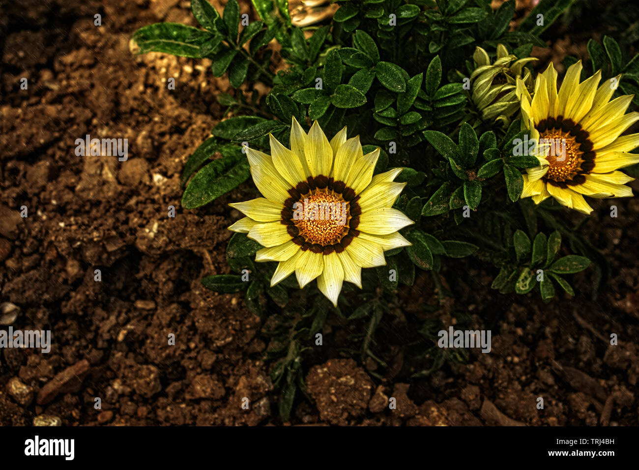 The Blooming Sunflower in Spring. A blooming sunflower on soil during ...