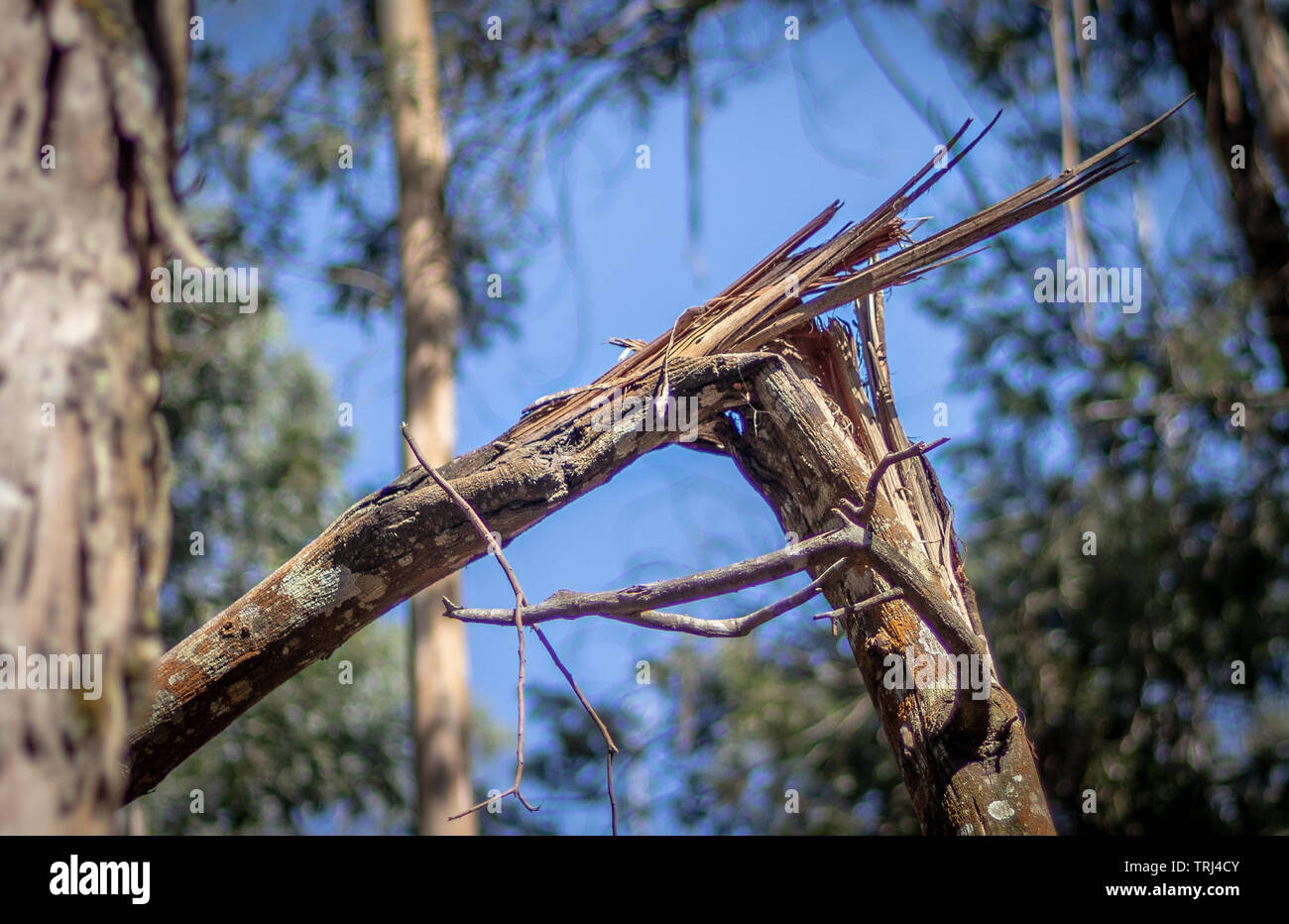 Broken Tree Top High Resolution Stock Photography and Images - Alamy