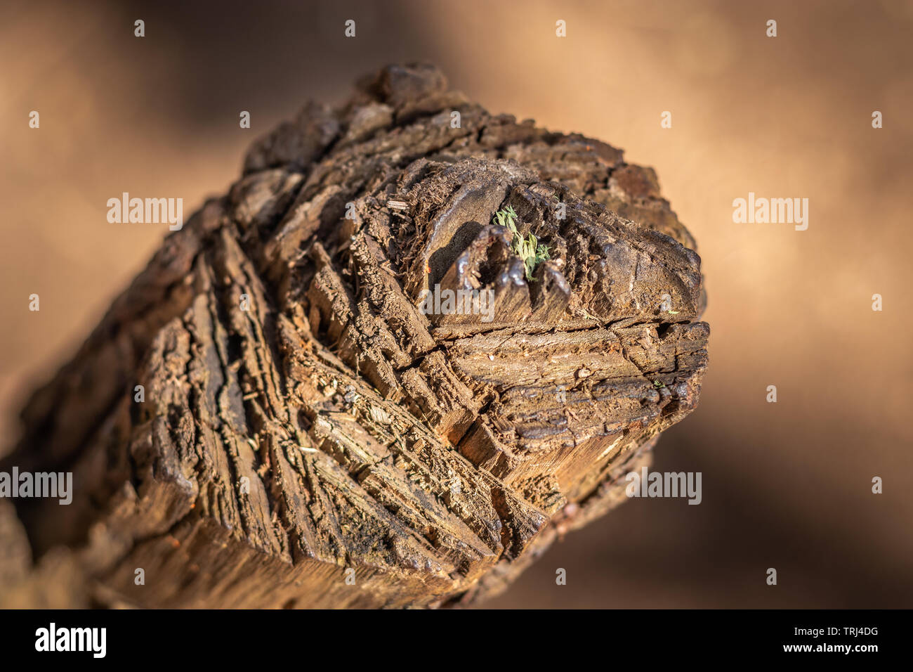 Tree cutting edge pattern with blurred background. Wood art done by ...