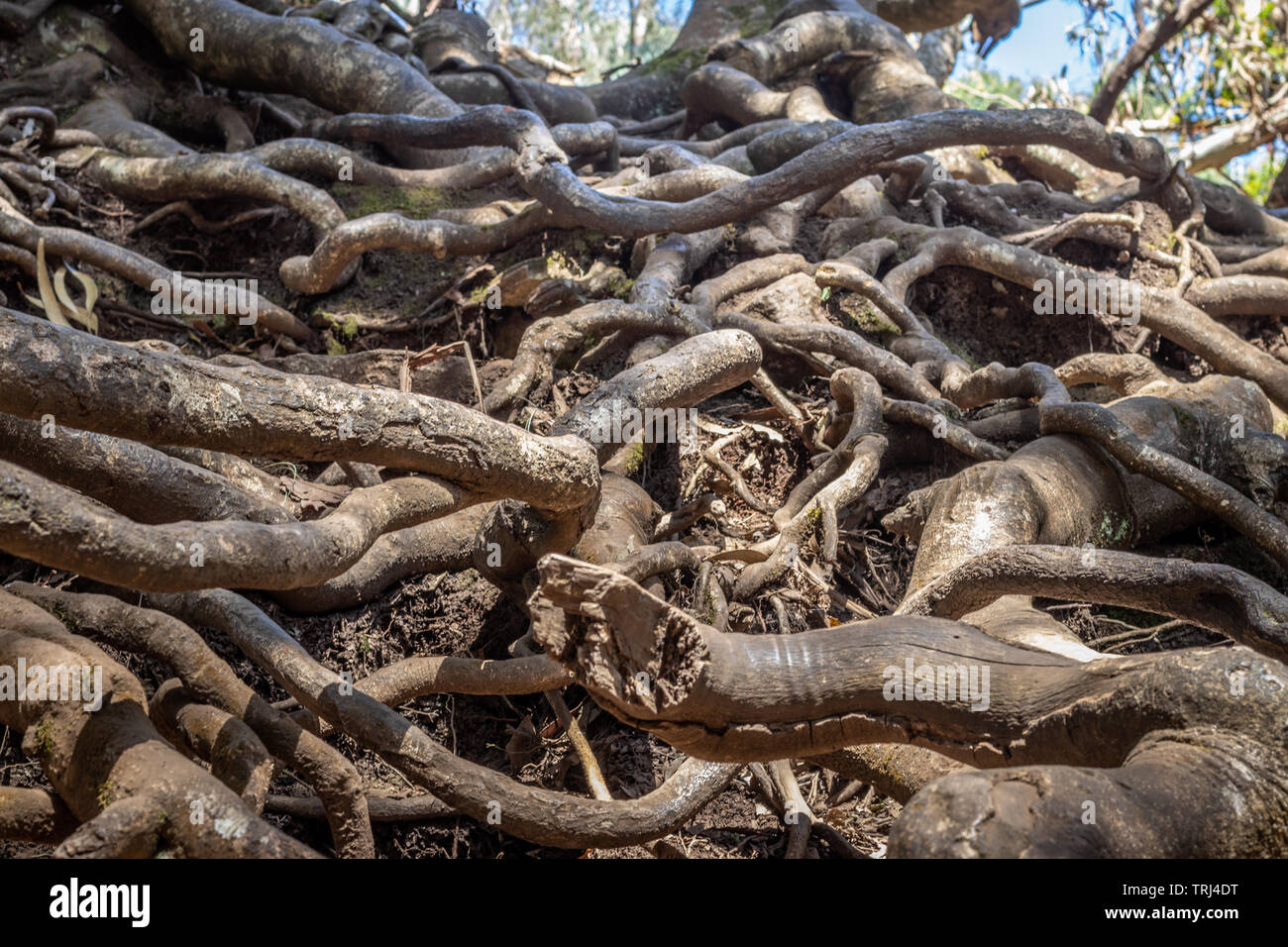 Tree roots crack hi-res stock photography and images - Alamy