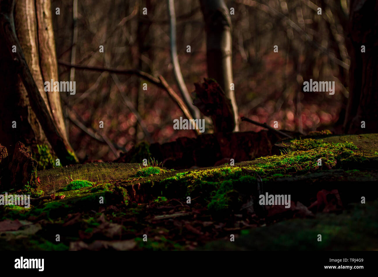 Lush emerald green moss closeup in forest backdrop Stock Photo - Alamy