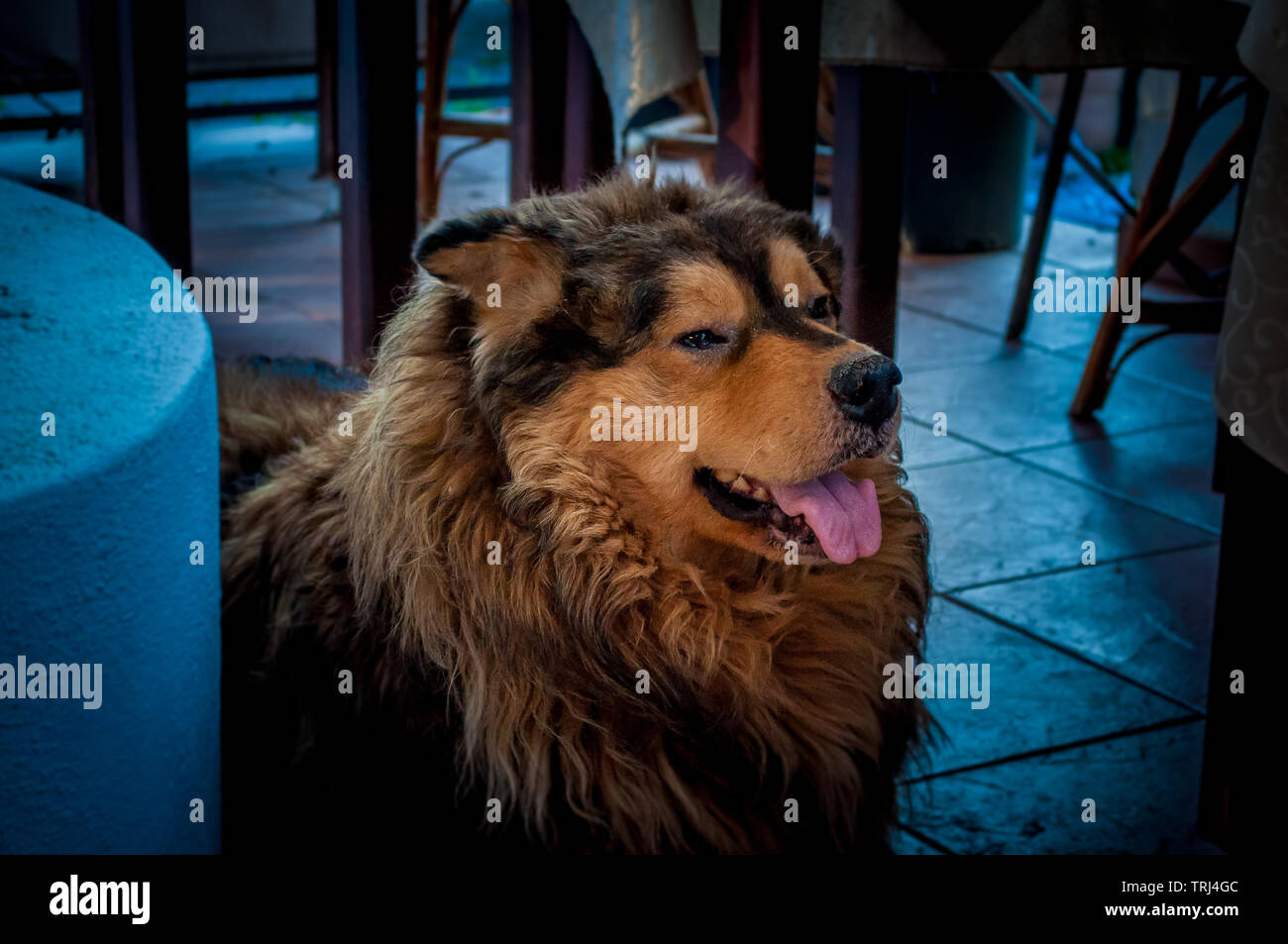 Large dog under table hi-res stock photography and images - Alamy