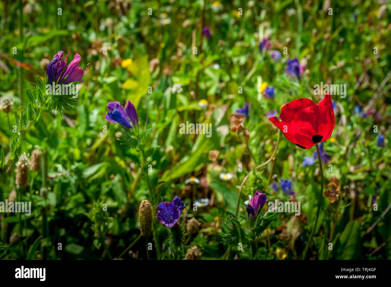 Wild Spring Flowers in Turkey Stock Photo - Alamy