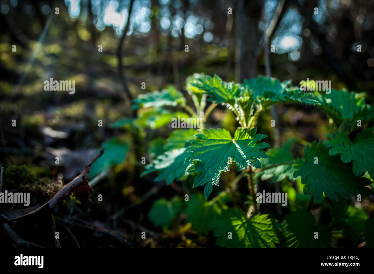 Green spiky hair hi-res stock photography and images - Alamy