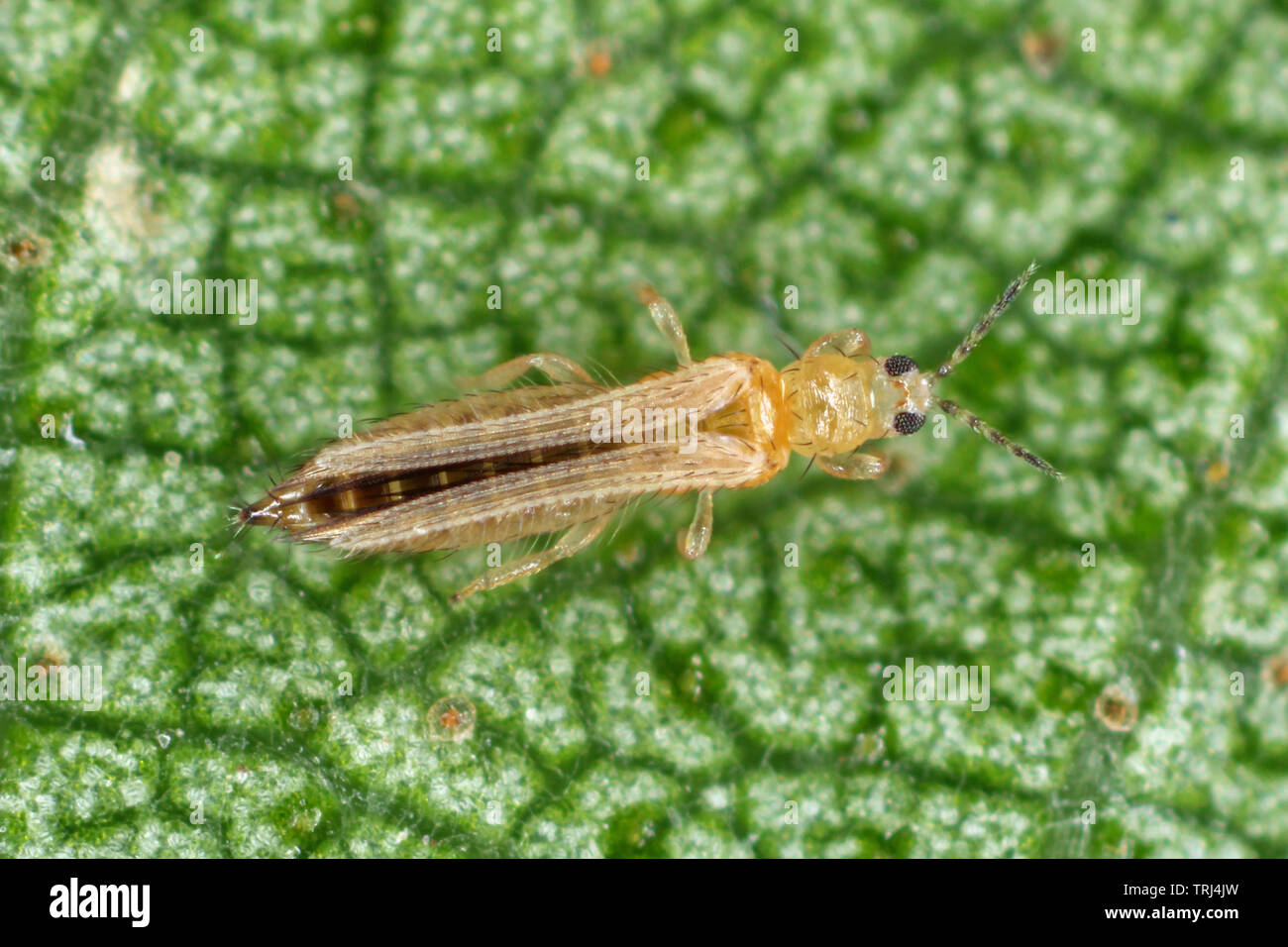 The onion, the potato, the tobacco or the cotton seedling thrips ...