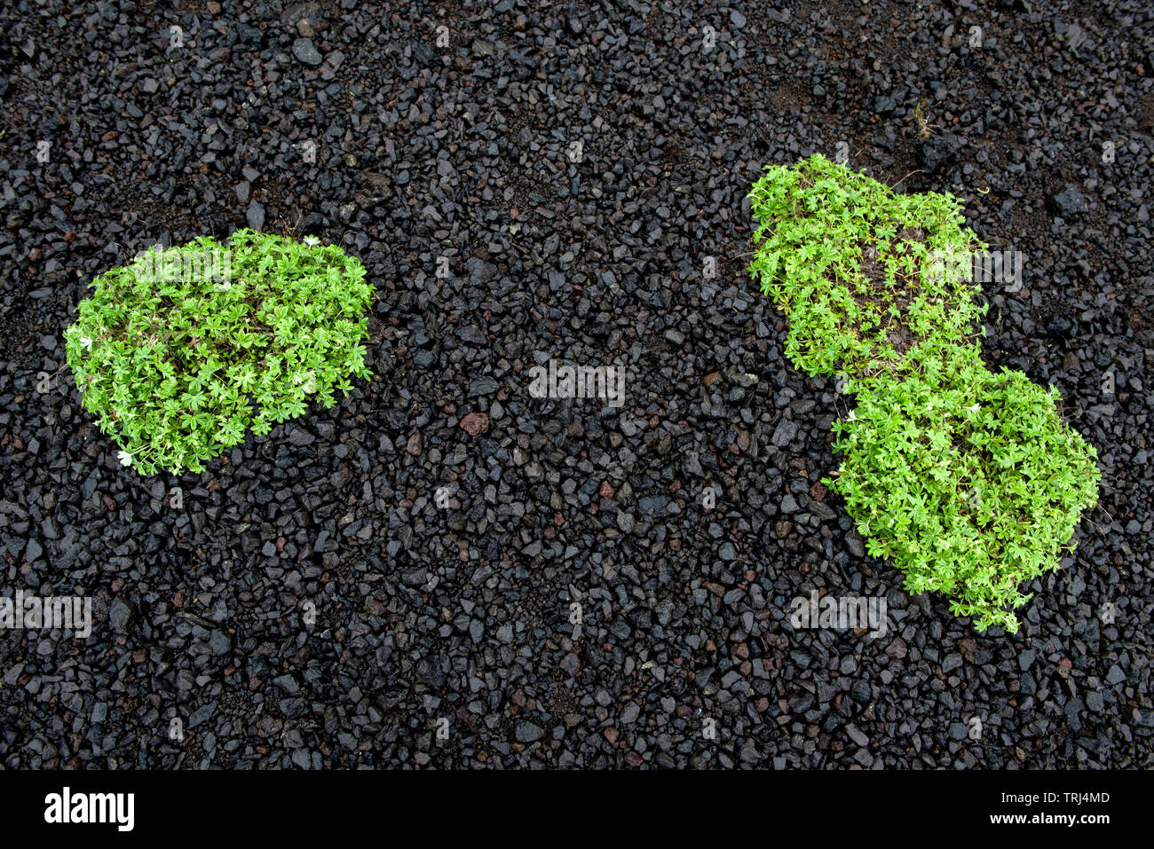 Black sand plants hi-res stock photography and images - Alamy