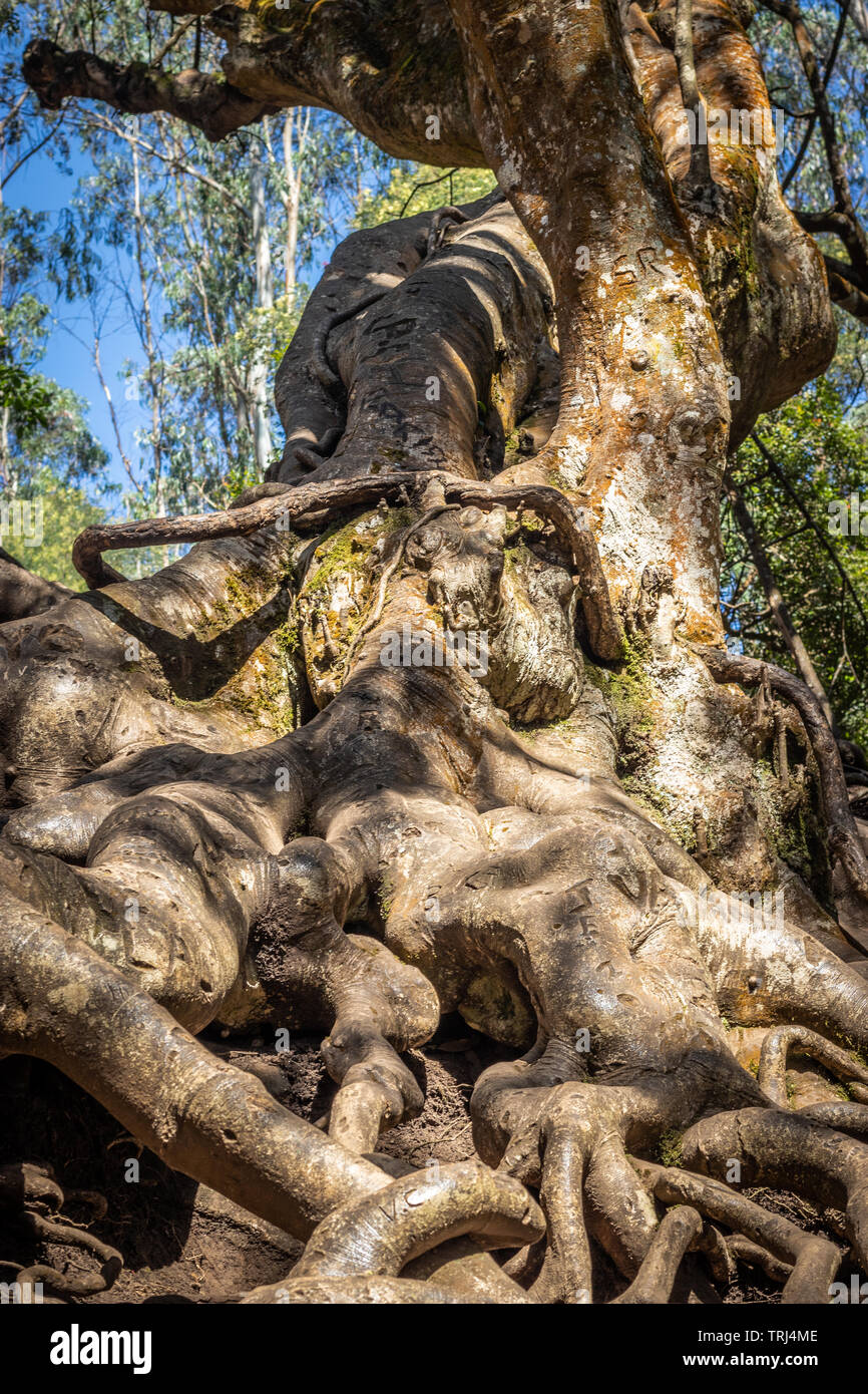 Tree roots deep into the earth Image taken at Kodaikanal tamilnadu ...