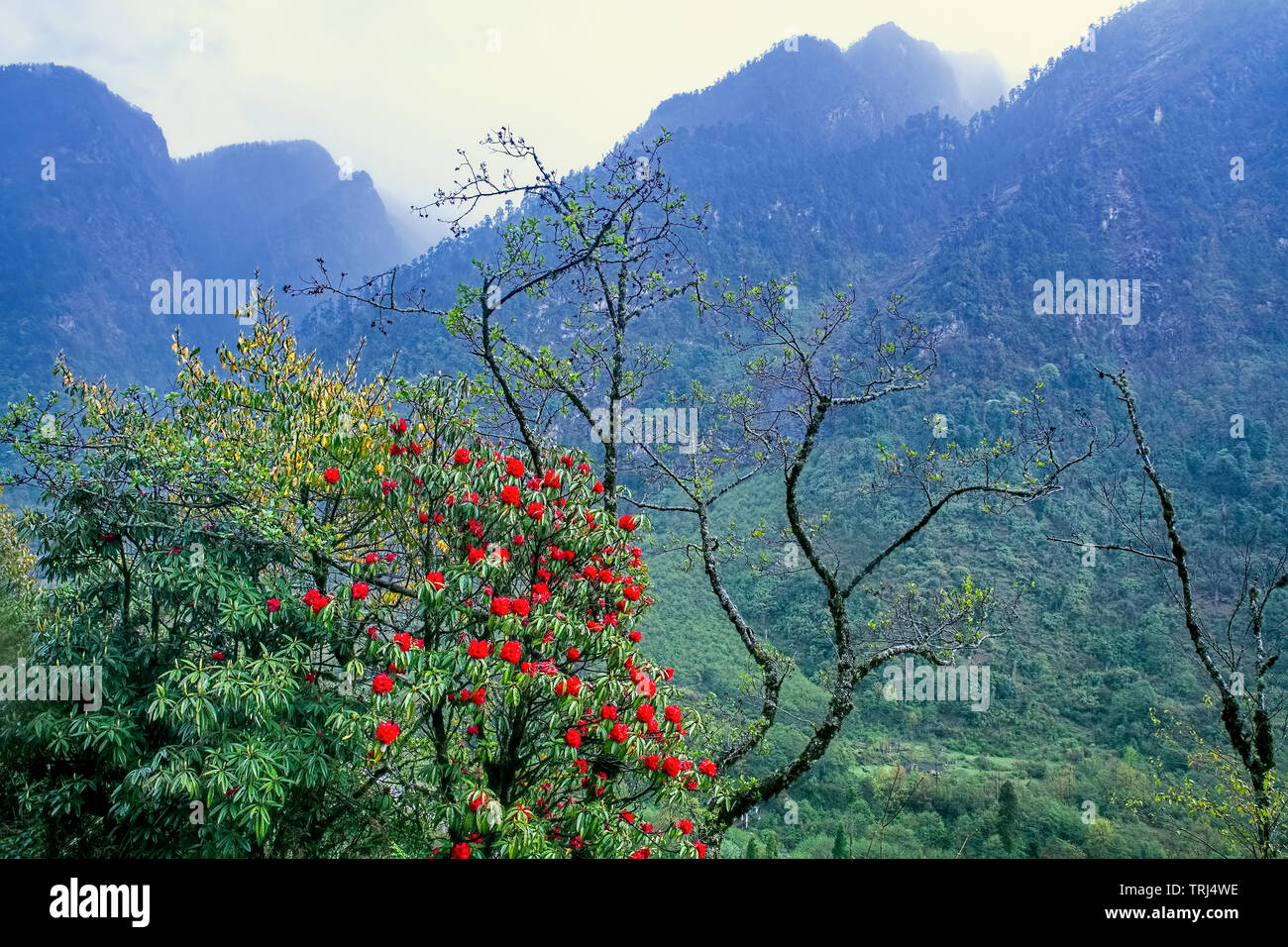 Sikkim flower hi-res stock photography and images - Alamy
