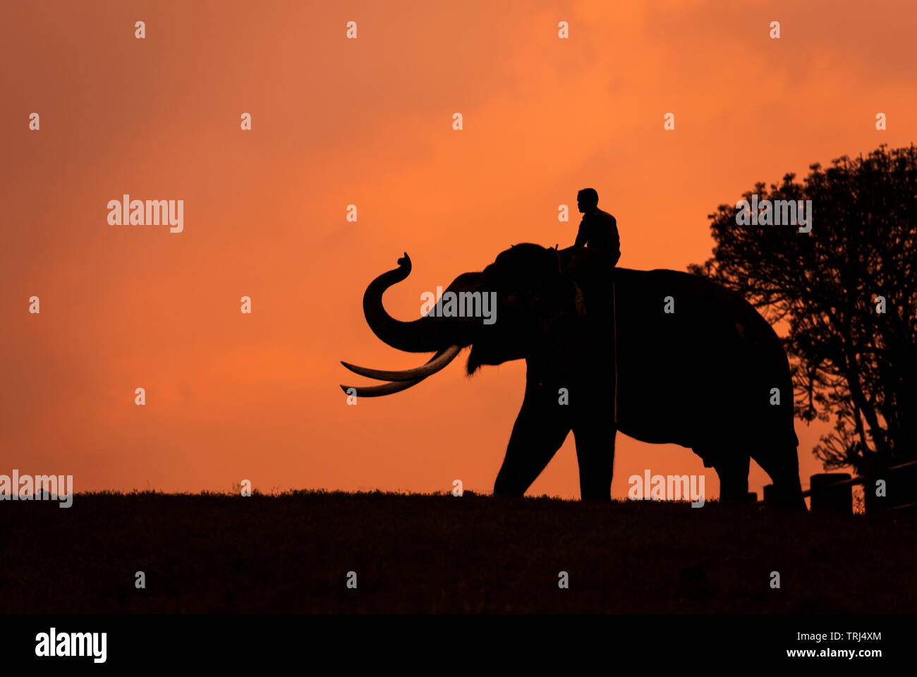 Elephant safari india evening hi-res stock photography and images - Alamy