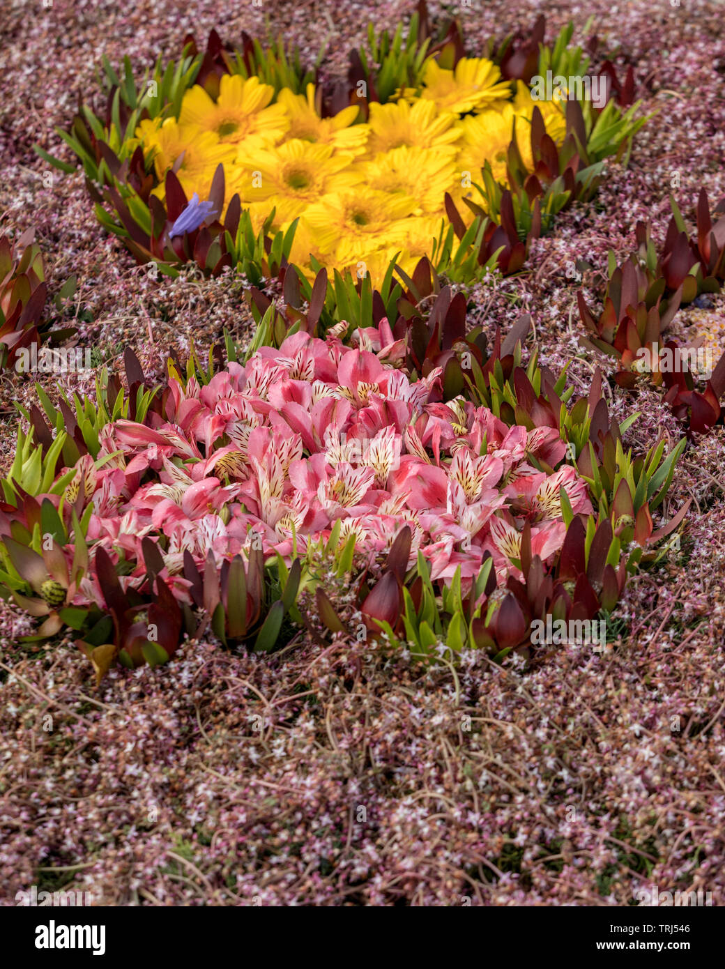 Beauty floristic decoration with colorful tropical flowers Stock Photo ...