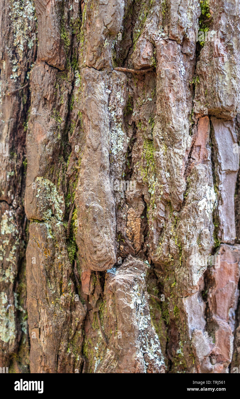 Tree skin texture with details. Wood art done by nature due to long ...