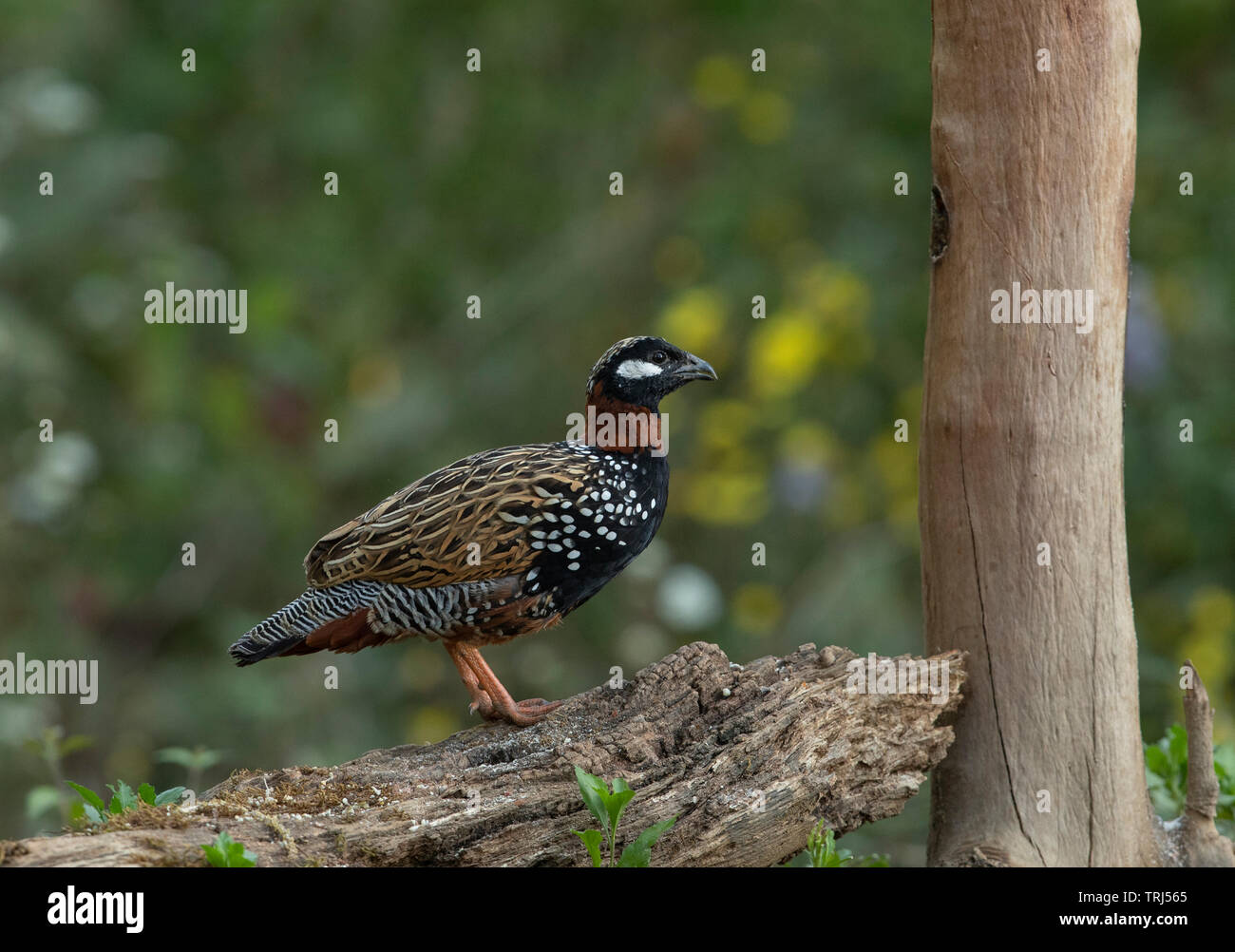 Francolin india hi-res stock photography and images - Alamy