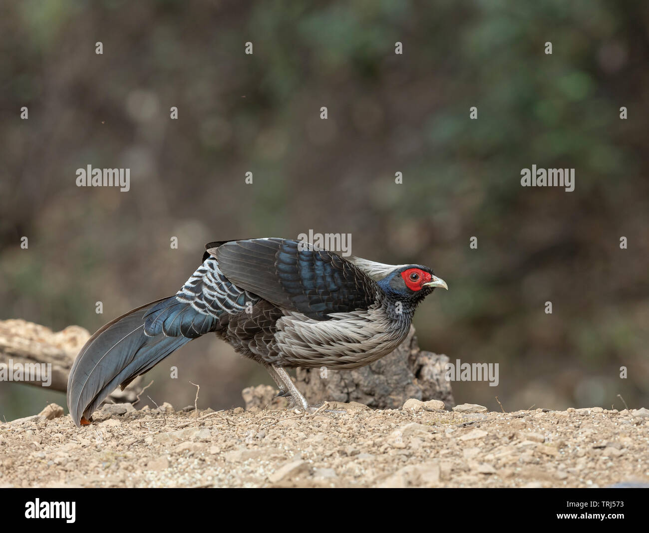 Khaleej Pheasant Male at Sattal,Uttarakhand,India Stock Photo - Alamy