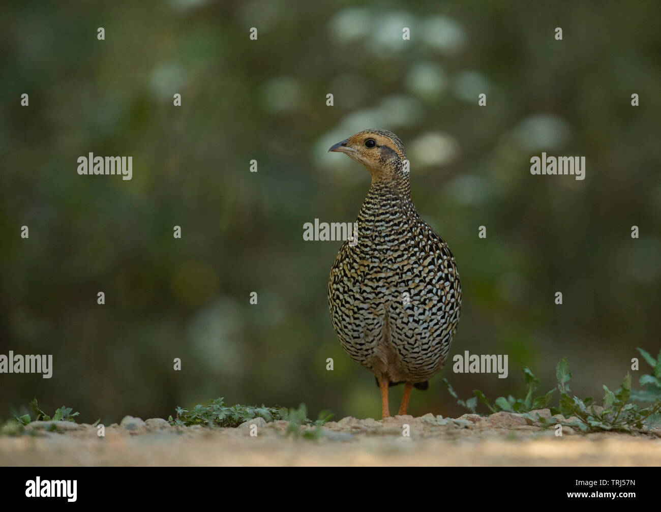 Female francolin hi-res stock photography and images - Alamy