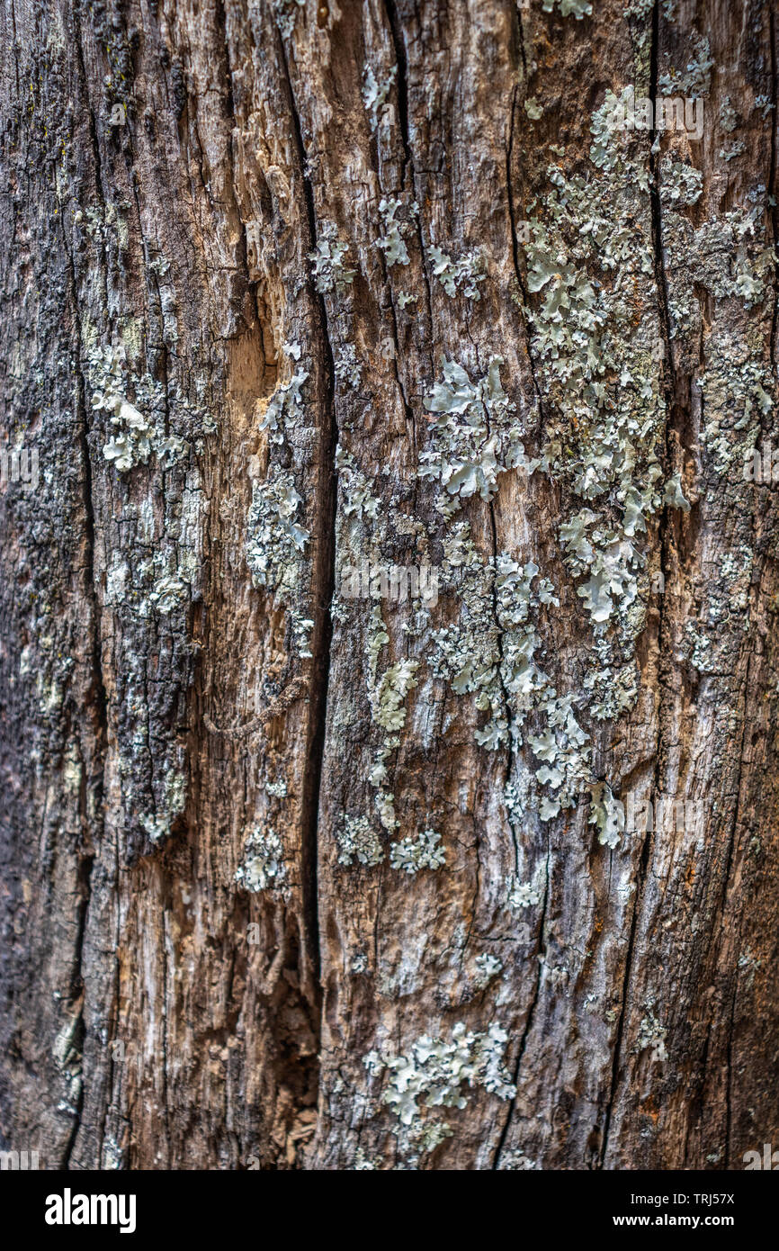 Tree textured colorful skin. Wood art done by nature due to long ...