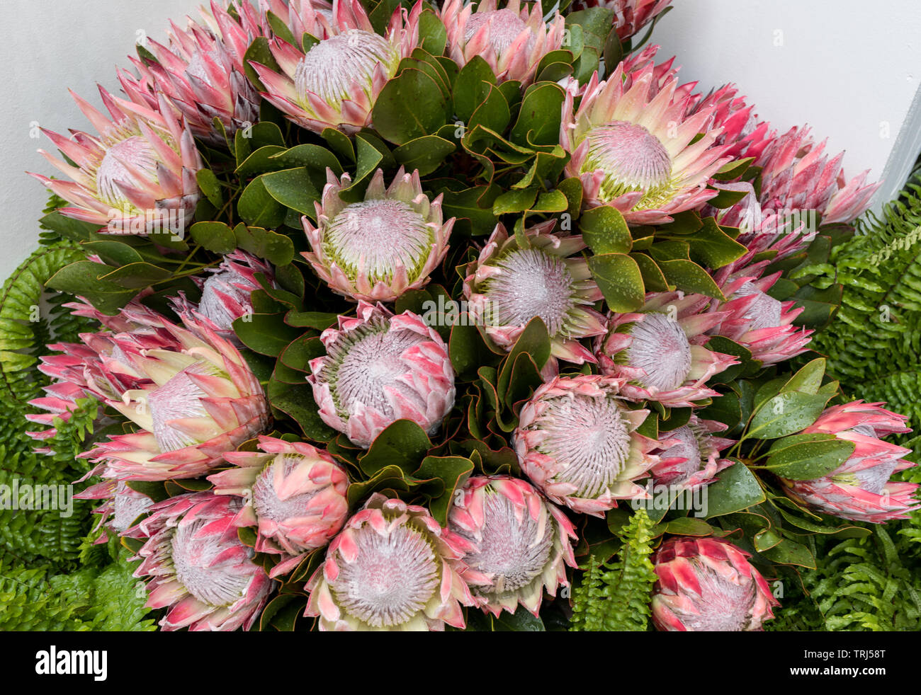 King protea or protea cynaroides the national flower of South Africa ...