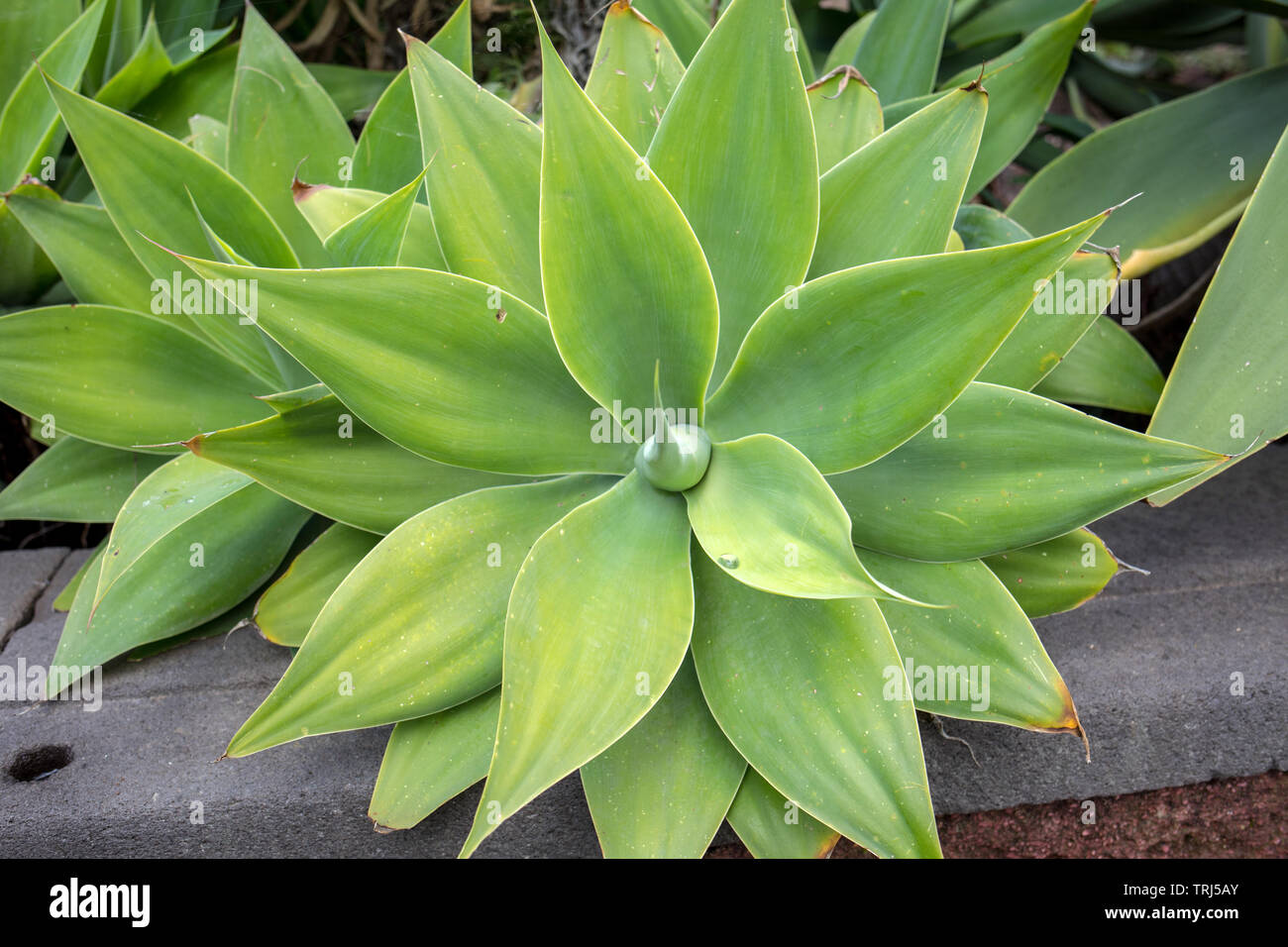 Green big leaves of Agave Succulent Plant Stock Photo - Alamy