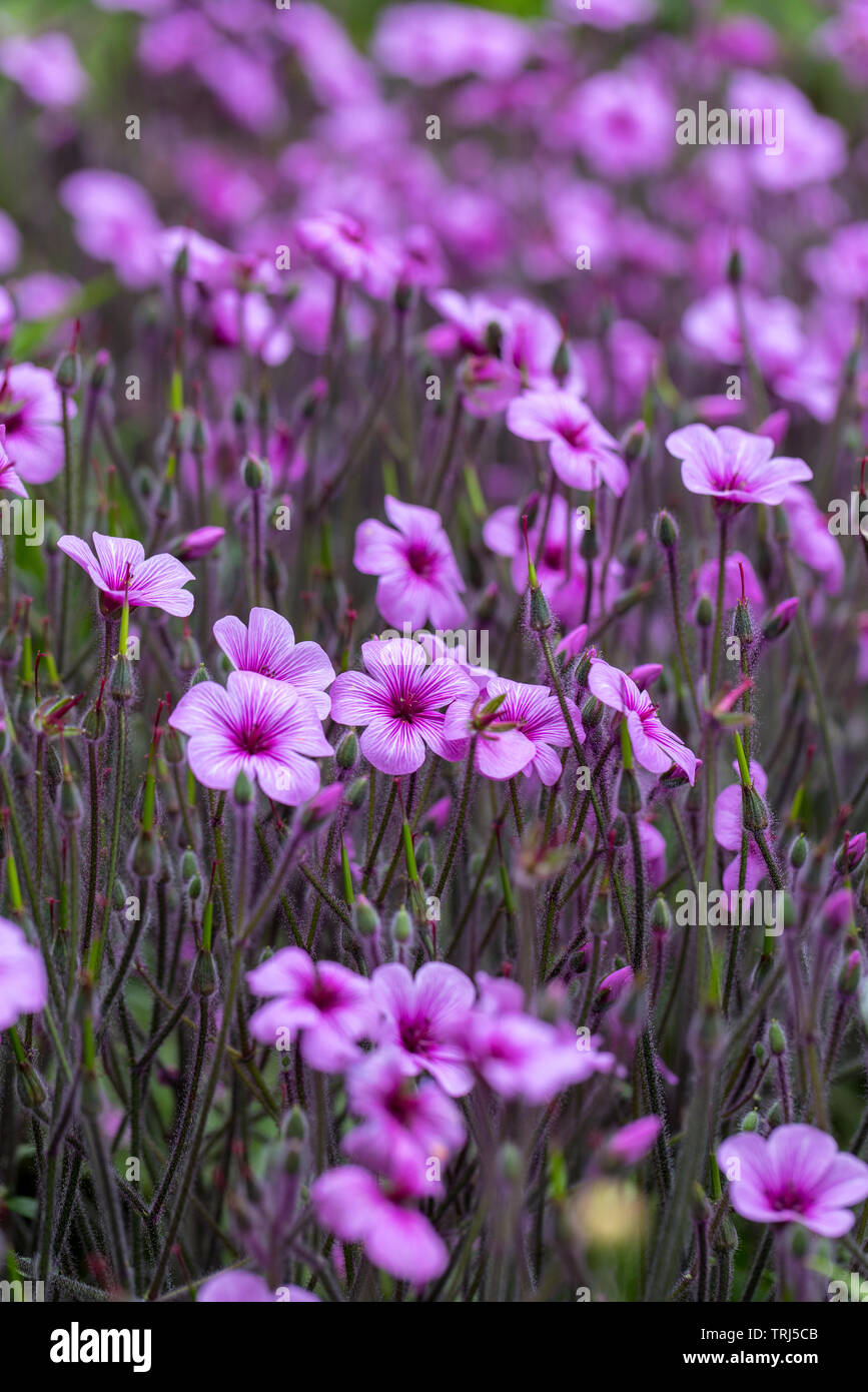 Matthiola maderensis is a flowering plant species of stock in the ...