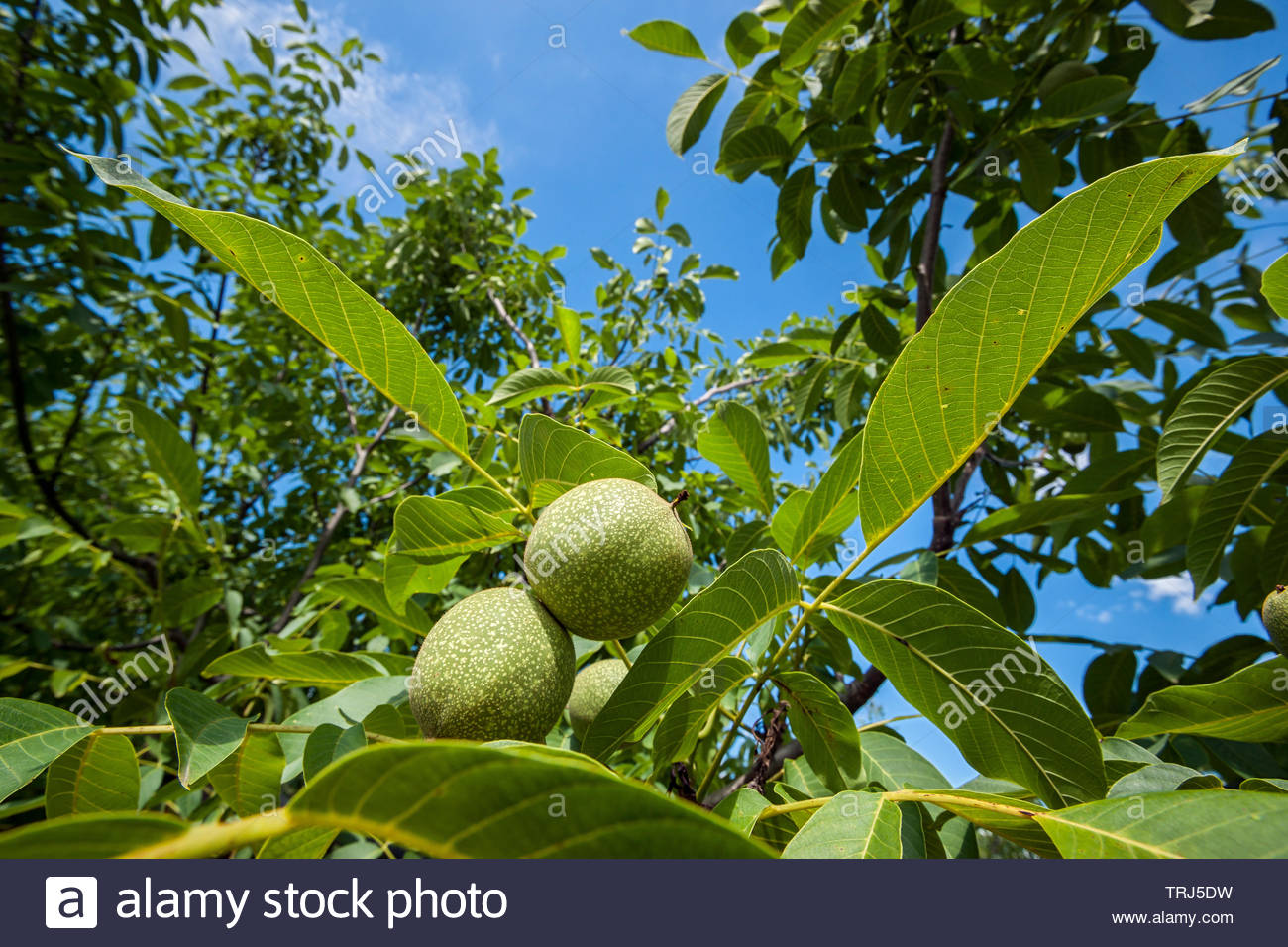 Walnut Grenoble High Resolution Stock Photography and Images - Alamy